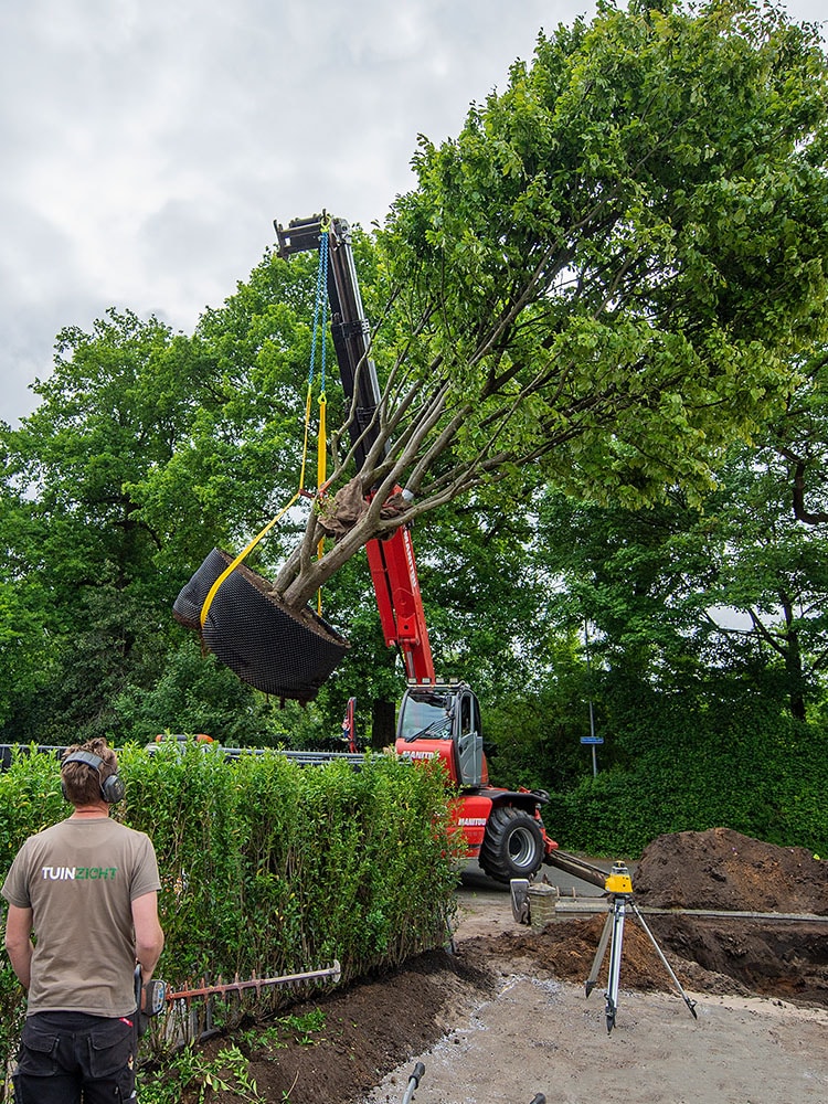 Boom planten - Tuinzicht